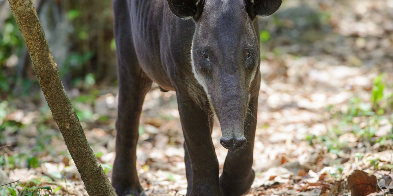 Helping Tapirs Survive Drought in Mexico’s Forests | World Wildlife Fund