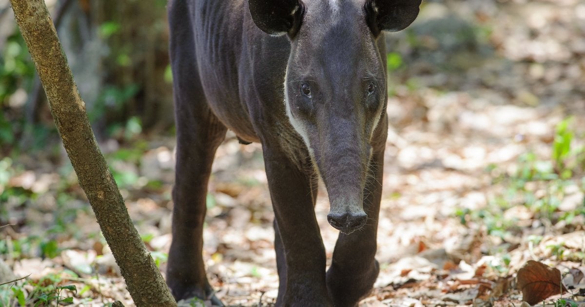 Helping Tapirs Survive Drought in Mexico’s Forests | World Wildlife Fund