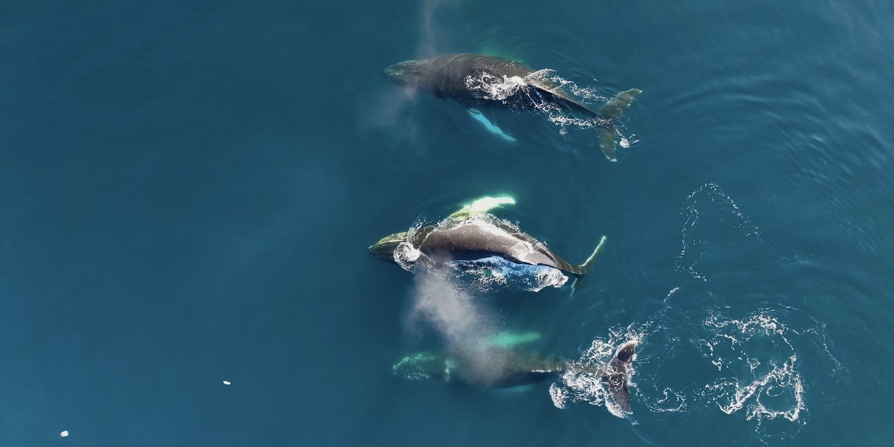 Uncovering Whale Superhighways in the Southern Ocean | WWF