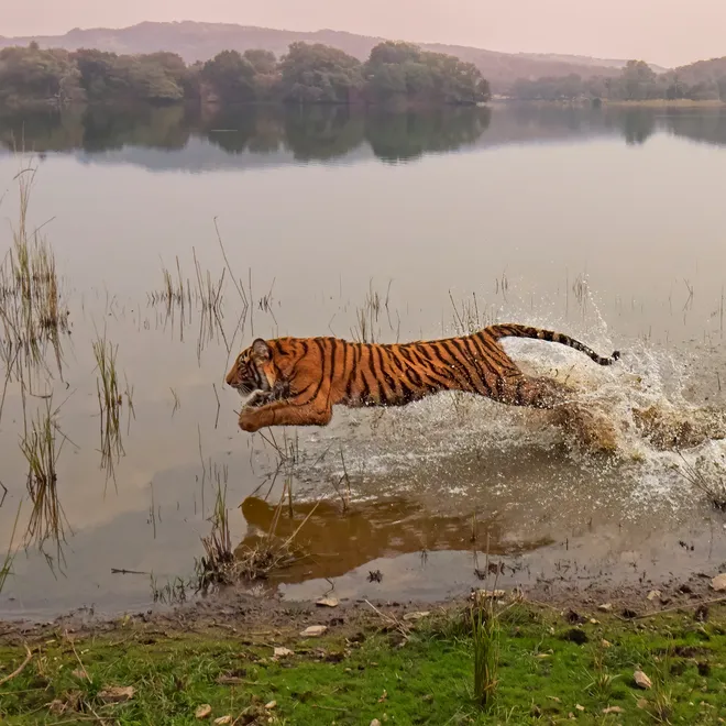 How Tigers Help Fight Climate Change and Protect Ecosystems | World ...