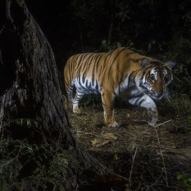 Big Cat Public Safety Act: Keeping Tigers Wild | WWF | World Wildlife Fund