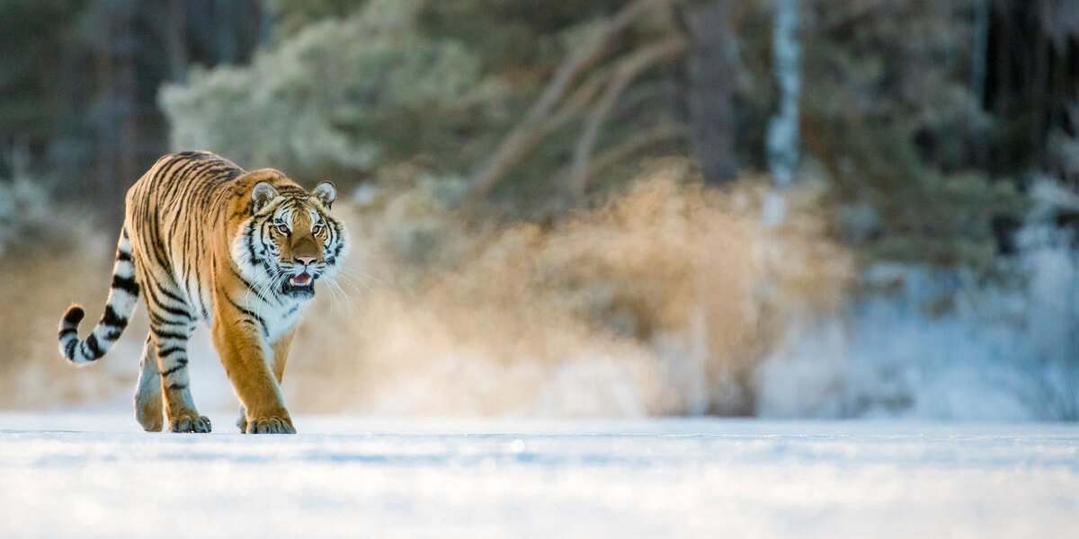 Senate Passes Wildlife Crime Bill | WWF