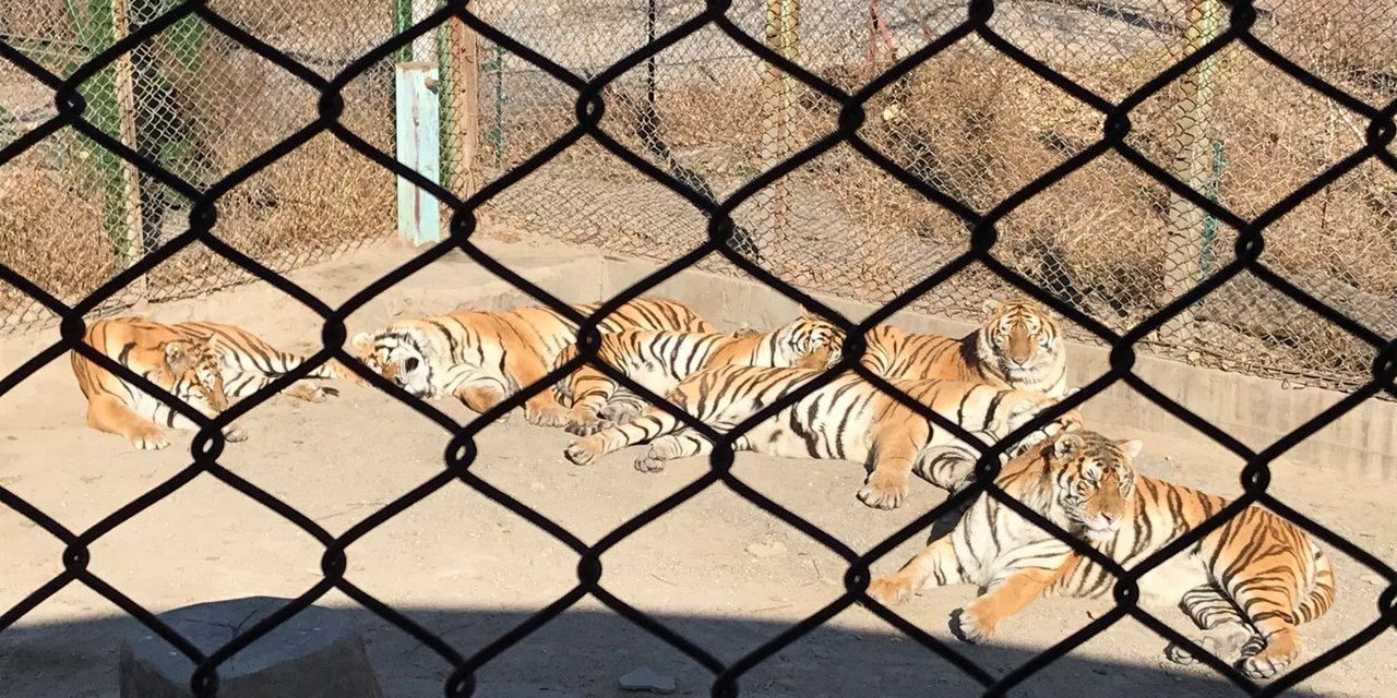 Chinese tiger farm and what it means for wild tigers | WWF
