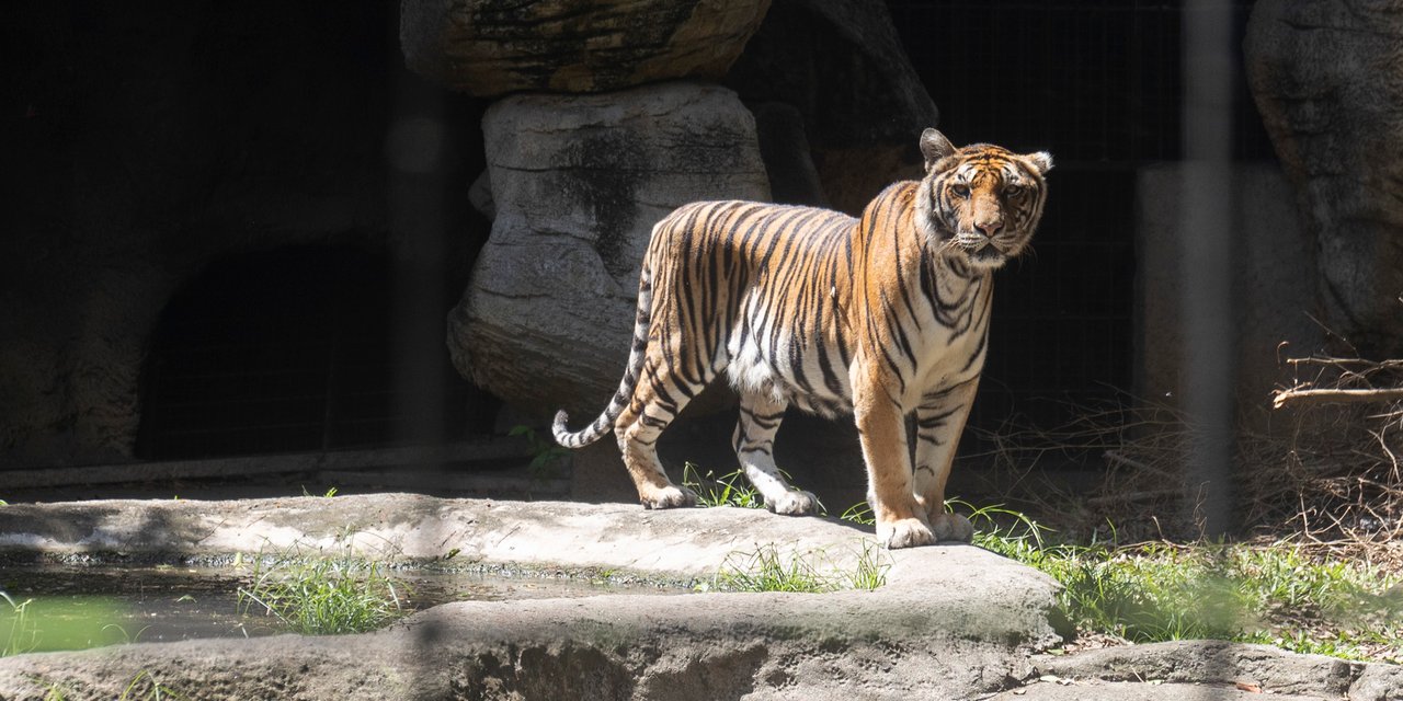 Improving Captive Tiger Management in Viet Nam | World Wildlife Fund