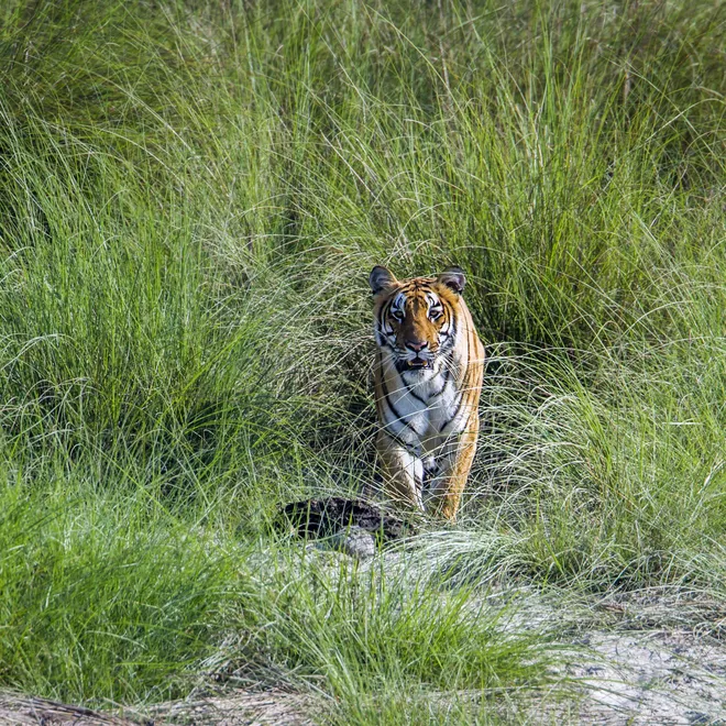 managing the human tiger interface in nepal | WWF
