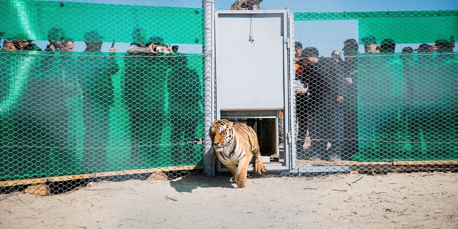 Tigers Return to Kazakhstan After 70 Years | World Wildlife Fund