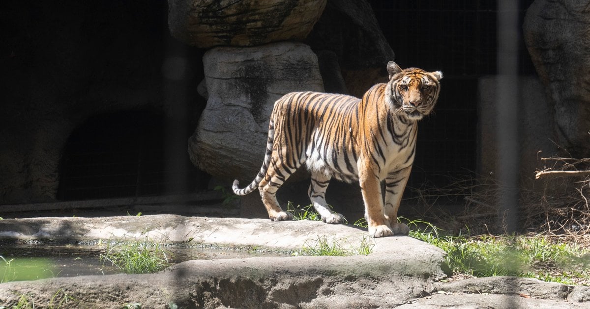 Improving Captive Tiger Management in Viet Nam | World Wildlife Fund