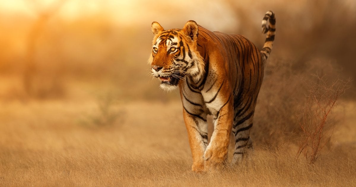 Love It or Lose It: WWF’s New PSA Inspires Action | World Wildlife Fund