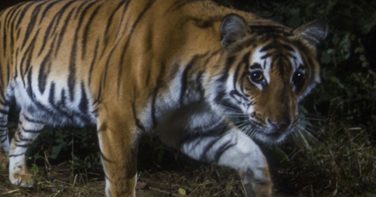 Big Cat Public Safety Act: Keeping Tigers Wild | WWF | World Wildlife Fund