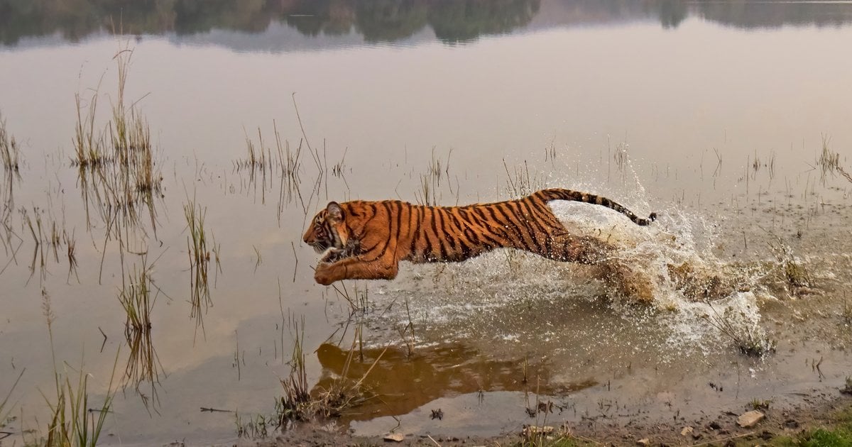 How Tigers Help Fight Climate Change and Protect Ecosystems | World ...