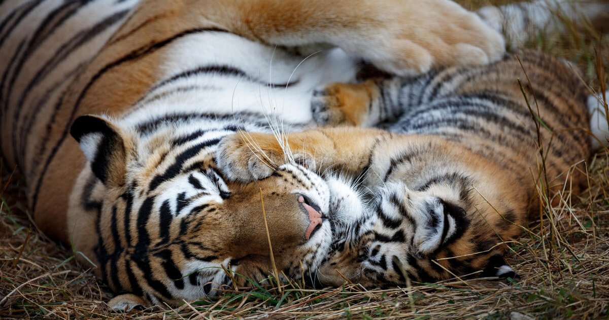 Living with Tigers: How to manage coexistence for the benefit of people ...