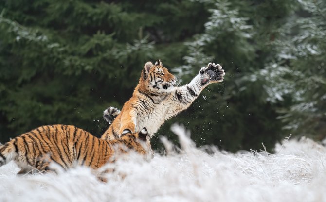 Big Cat Public Safety Act: Keeping Tigers Wild | WWF | WWF