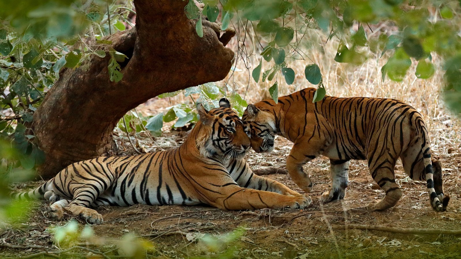 How Tigers Help Fight Climate Change and Protect Ecosystems | World ...