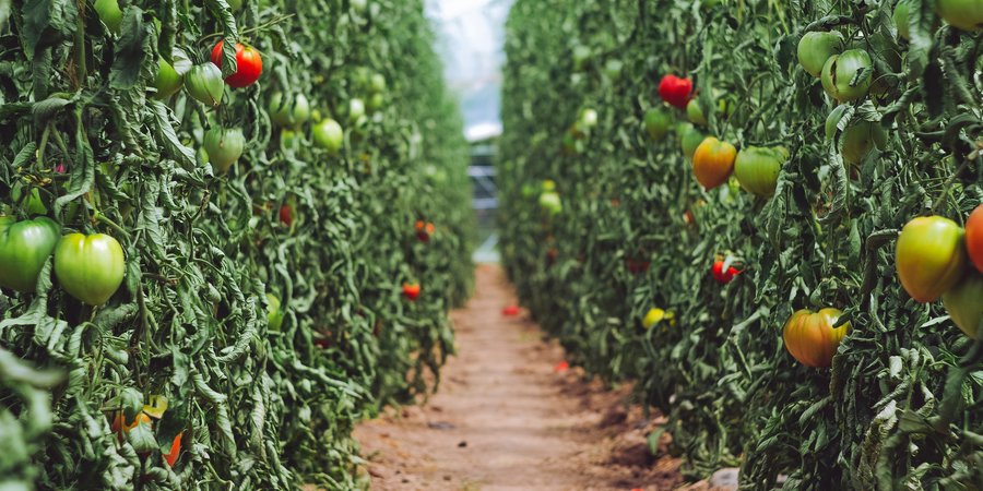 Measuring Food Loss on Farms to Drive Change | World Wildlife Fund