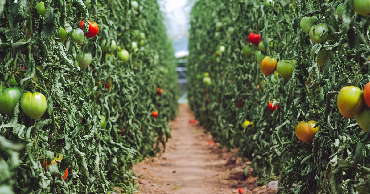 Measuring Food Loss on Farms to Drive Change | World Wildlife Fund