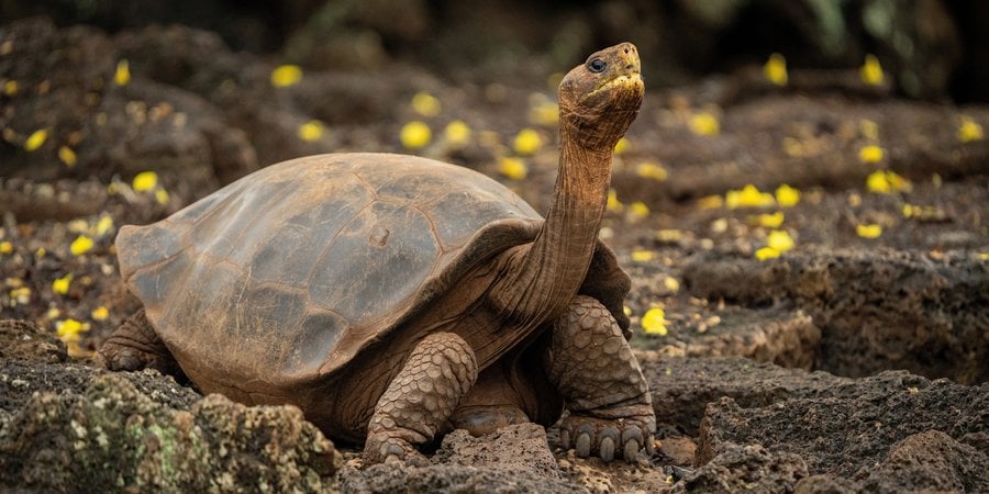 Walking With Giant Tortoises in the Galápagos | WWF