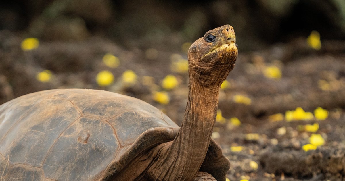 Walking With Giant Tortoises in the Galápagos | World Wildlife Fund