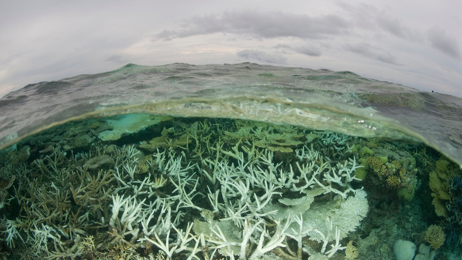 Coral Bleaching: What to Know & How to Stop It | World Wildlife Fund