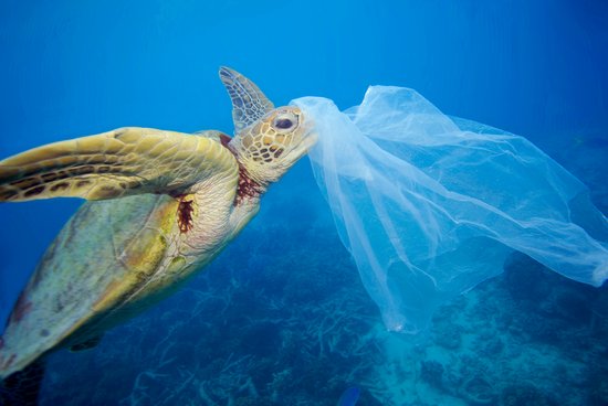 WWF Activism and Outreach Highlights of 2021 | World Wildlife Fund