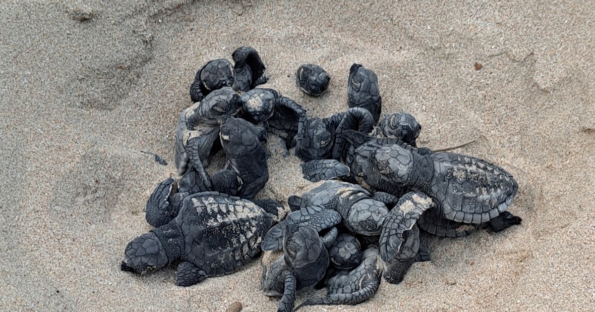 Protecting Sea Turtles in Palawan’s Climate-Stressed Coasts | World ...