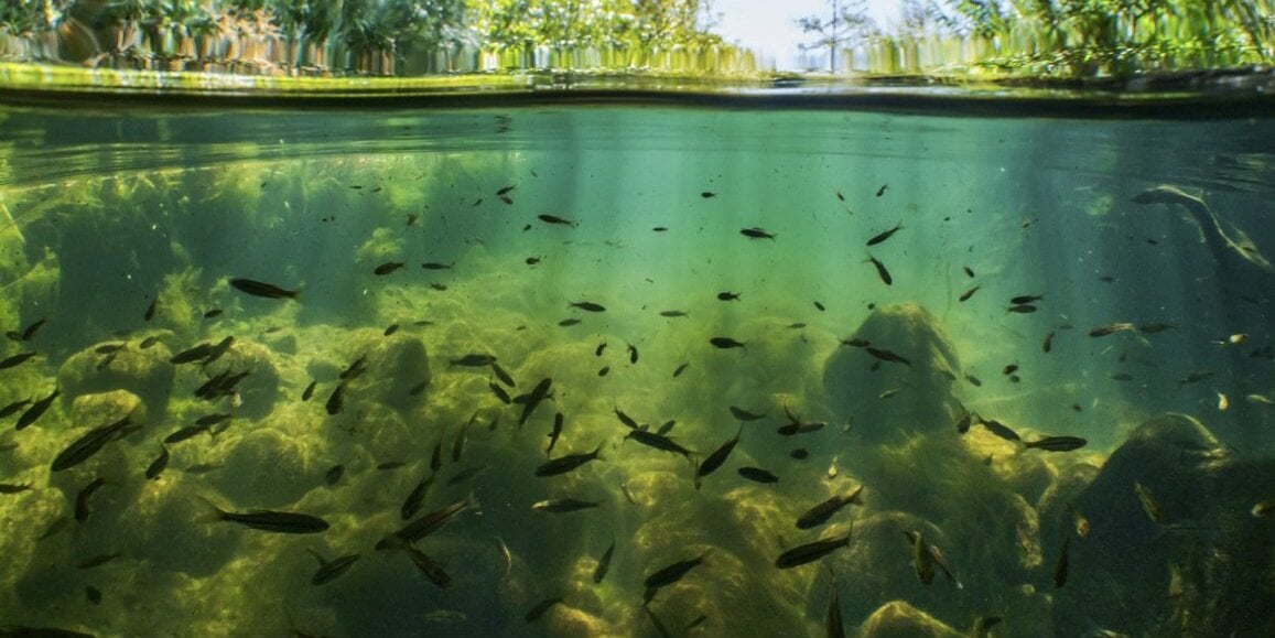Creative Solutions for Freshwater Conservation: OECMs | World Wildlife Fund