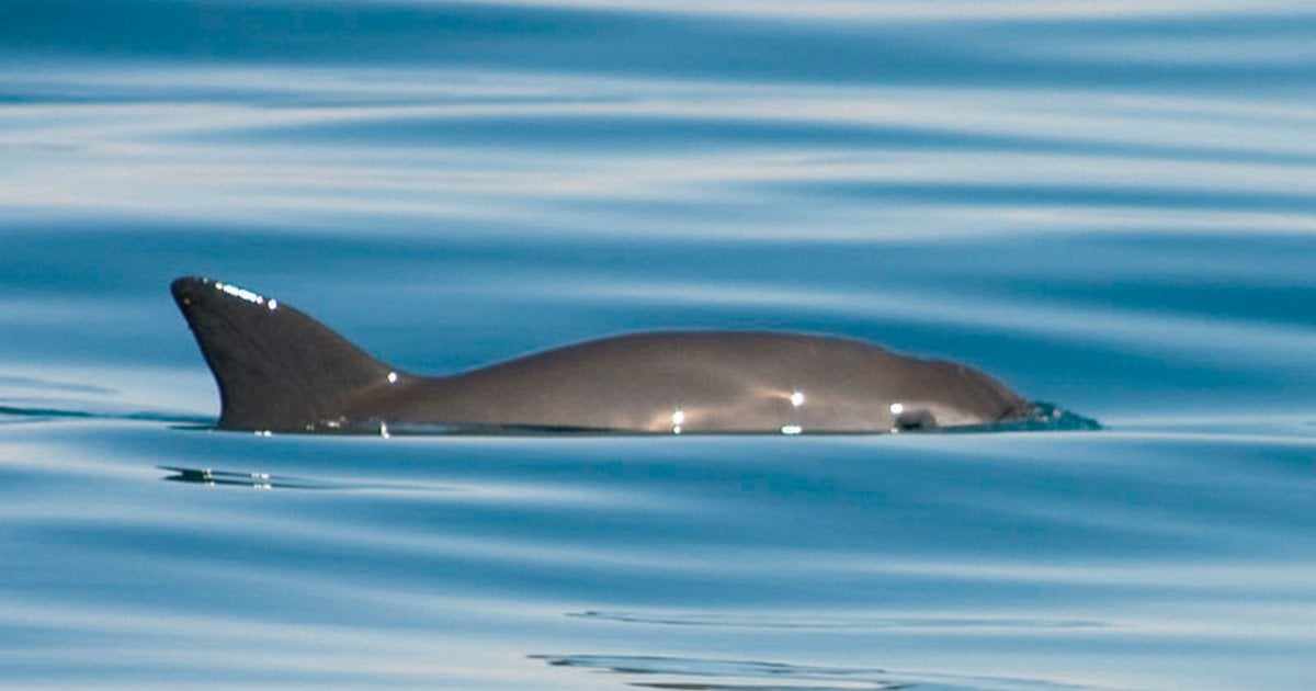 Vaquita | World Wildlife Fund
