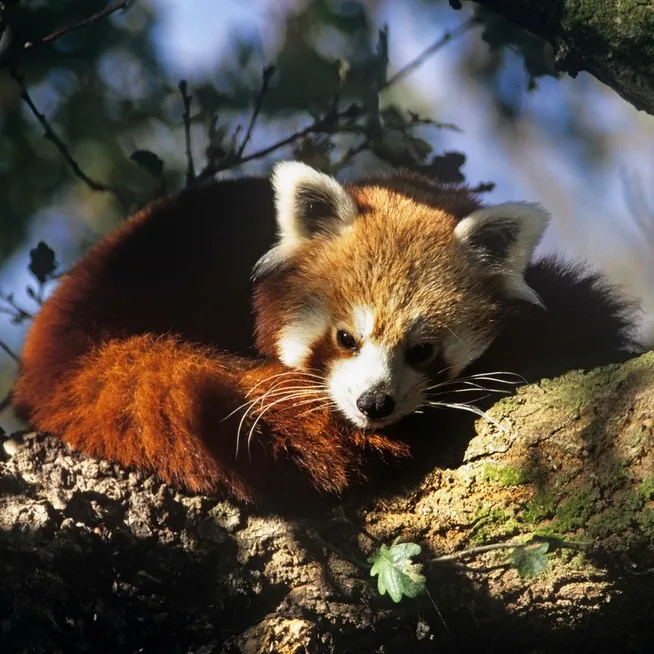 Red Pandas, Climate Change, and the Fight to Save Forests | World ...