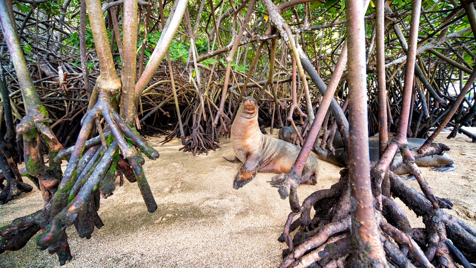 Mighty Mangroves: Coastal Forests Worldwide | WWF