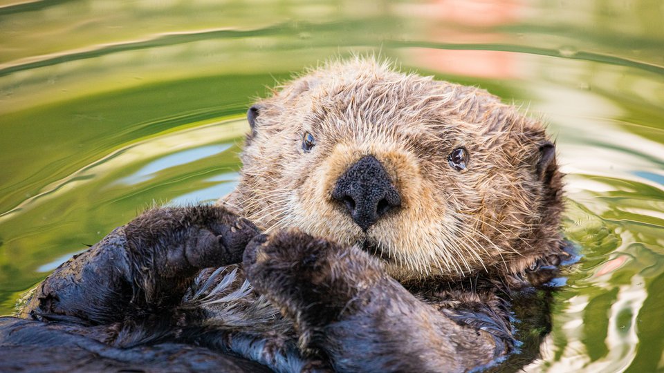 Wildlife Conservation Supports Climate Action | World Wildlife Fund
