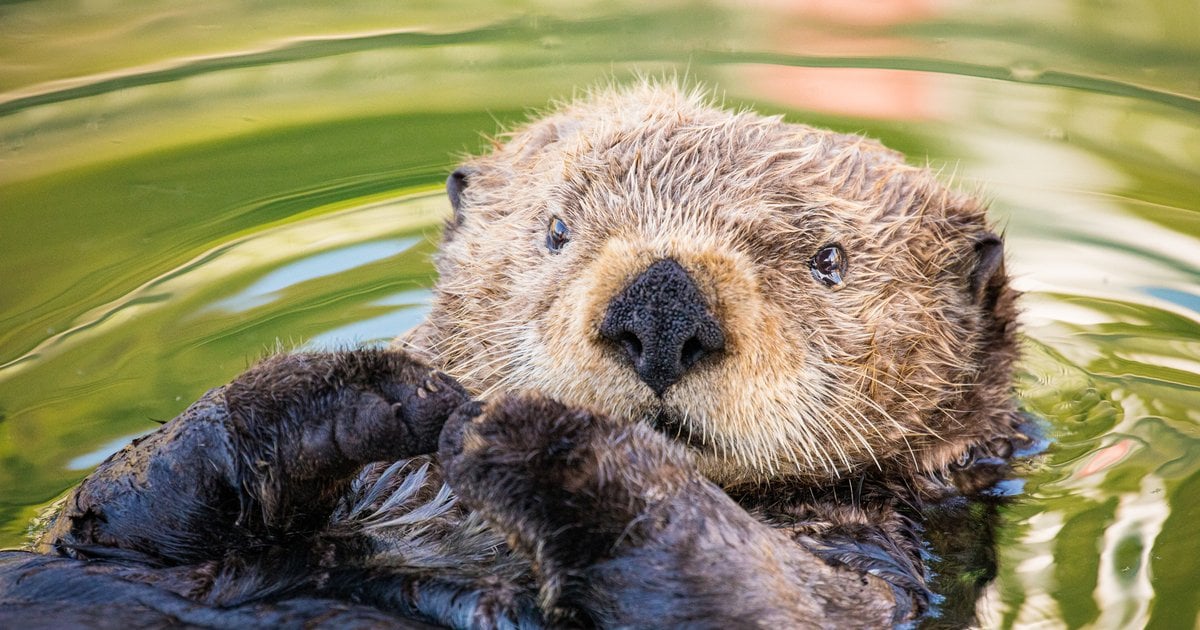 Sea Otters Help Kelp Forests Fight Climate Change | World Wildlife Fund