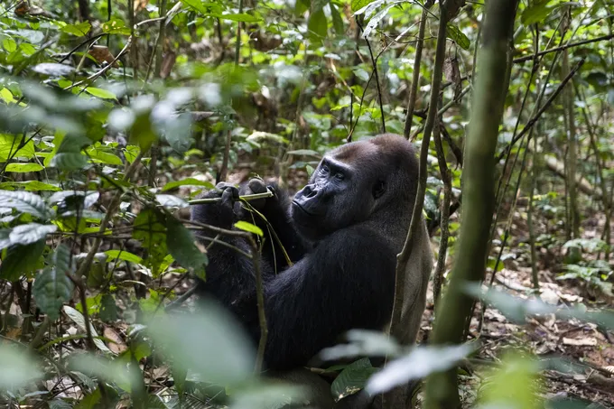 Rastreadores Ba’Aka protegen a los gorilas en la cuenca del Congo ...