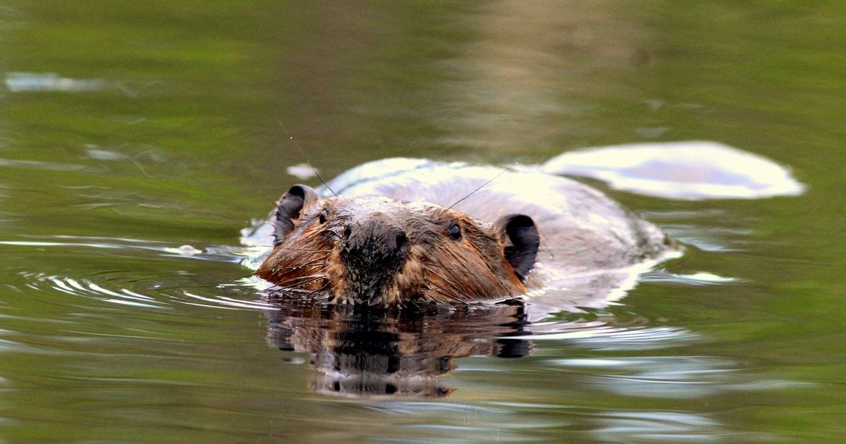 Beaver Dams Restore Freshwater Habitats | World Wildlife Fund