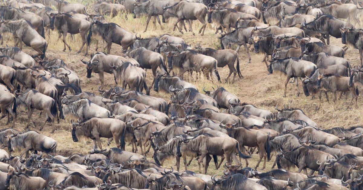 How Wildebeest Help Fight Climate Change in the Savanna | WWF