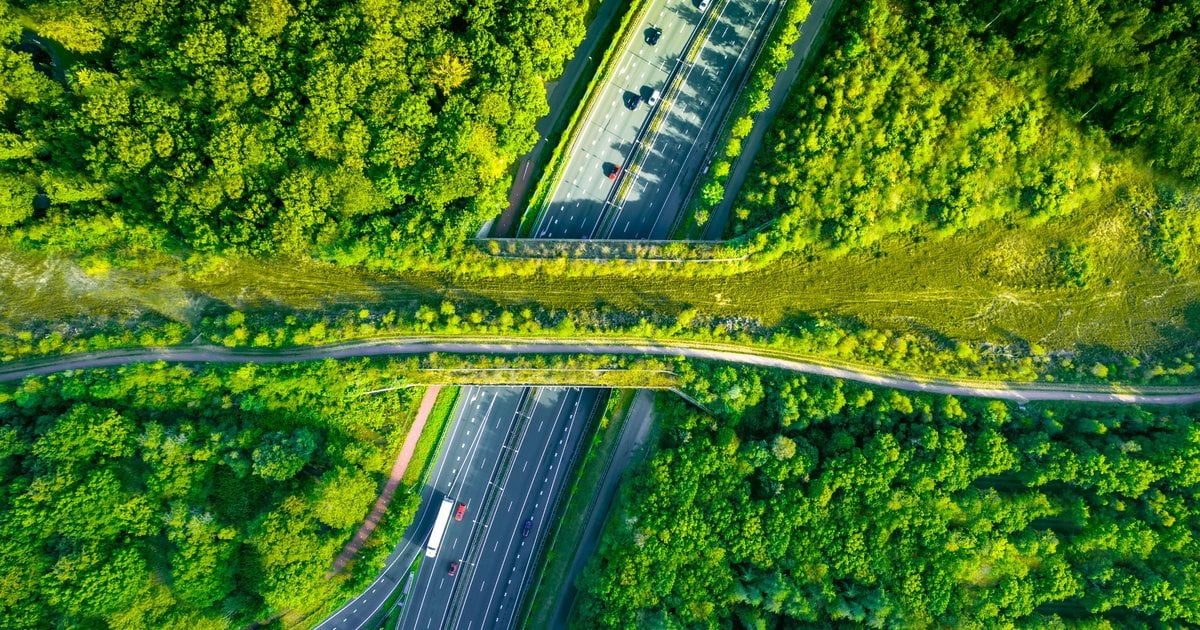 How to Create Nature-Positive Infrastructure | World Wildlife Fund