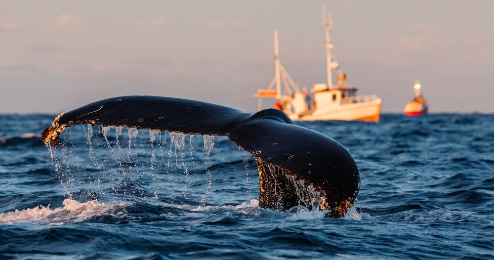 Our work | World Wildlife Fund