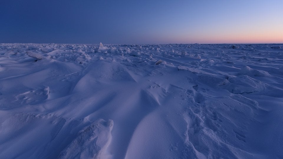 Tracking Polar Bears with DNA from Snowy Footprints | World Wildlife Fund