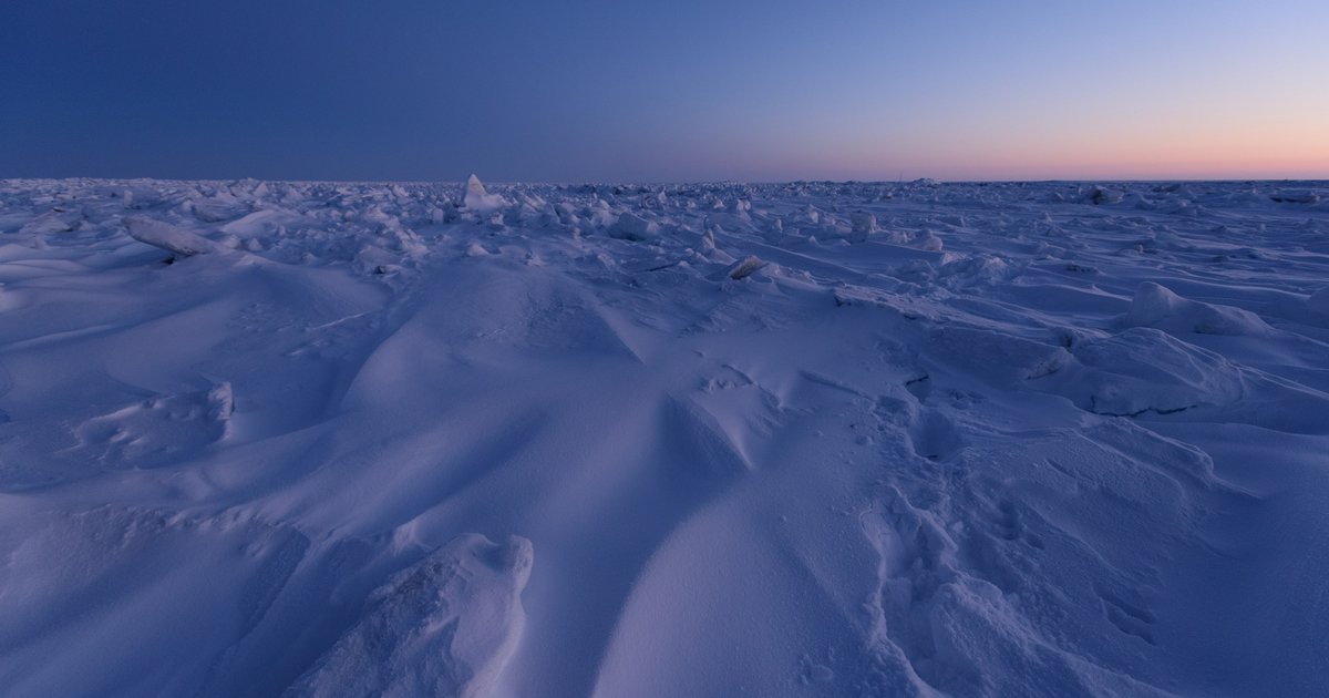 Tracking Polar Bears with DNA from Snowy Footprints | World Wildlife Fund