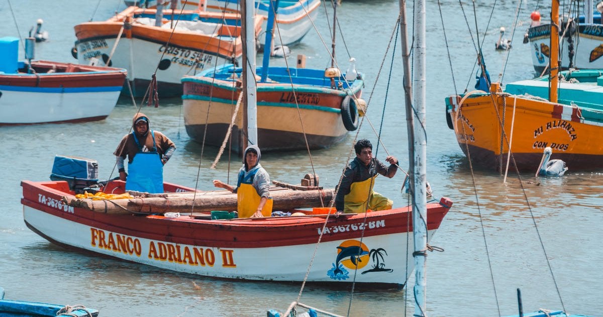 Digital Tools Reduce Corruption in Fisheries Traceability | WWF