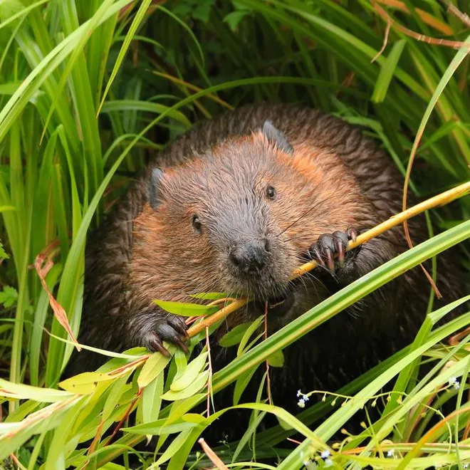 Beavers Build Resilience: Nature’s Wetland Engineers | World Wildlife Fund