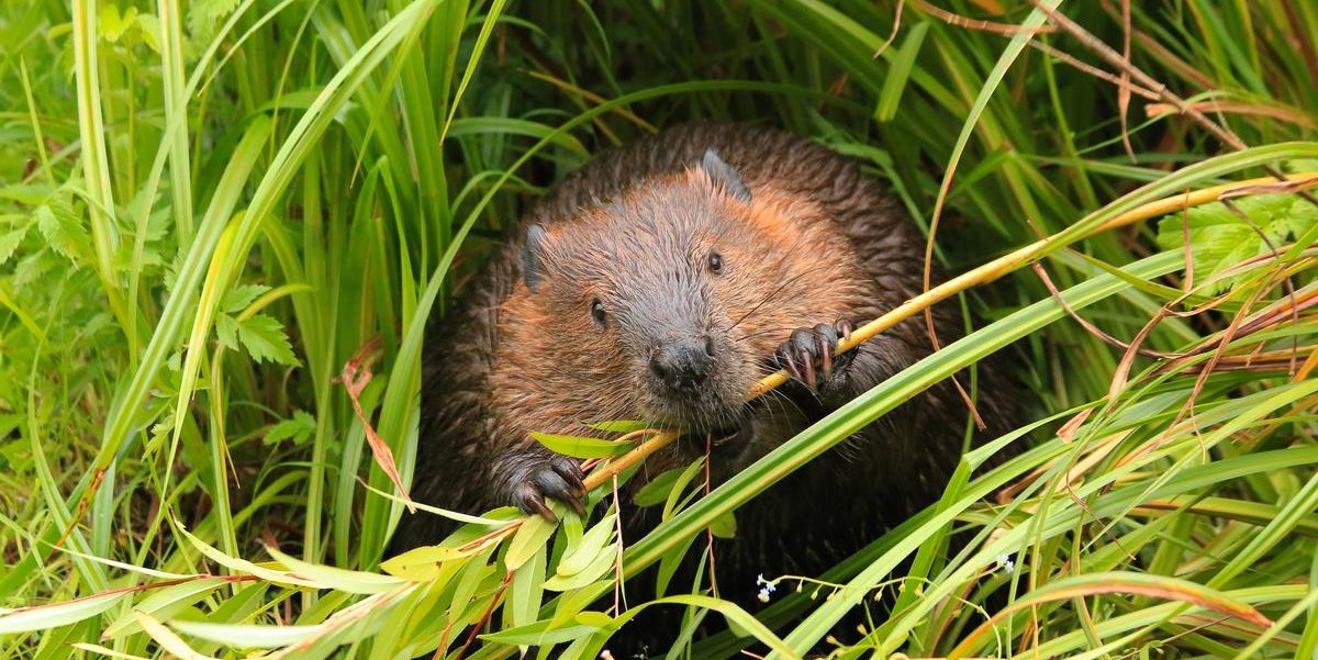 WWF & Finish Partner to Protect the Rio Grande | World Wildlife Fund
