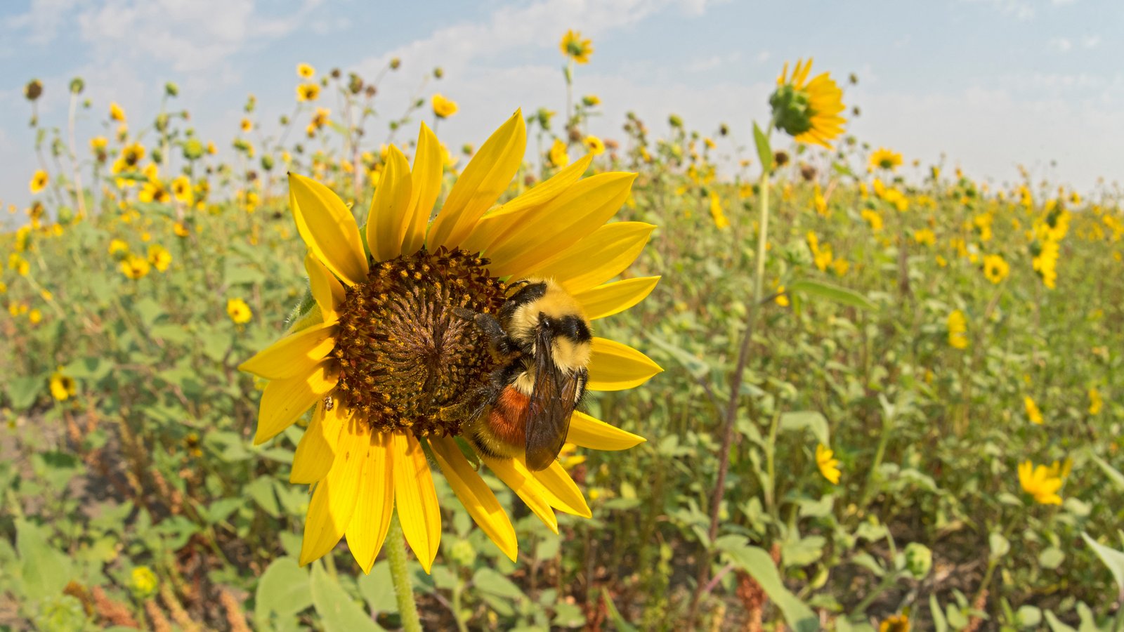 More Than Mere Insects: the Brilliant Mind of Charles Henry | World ...