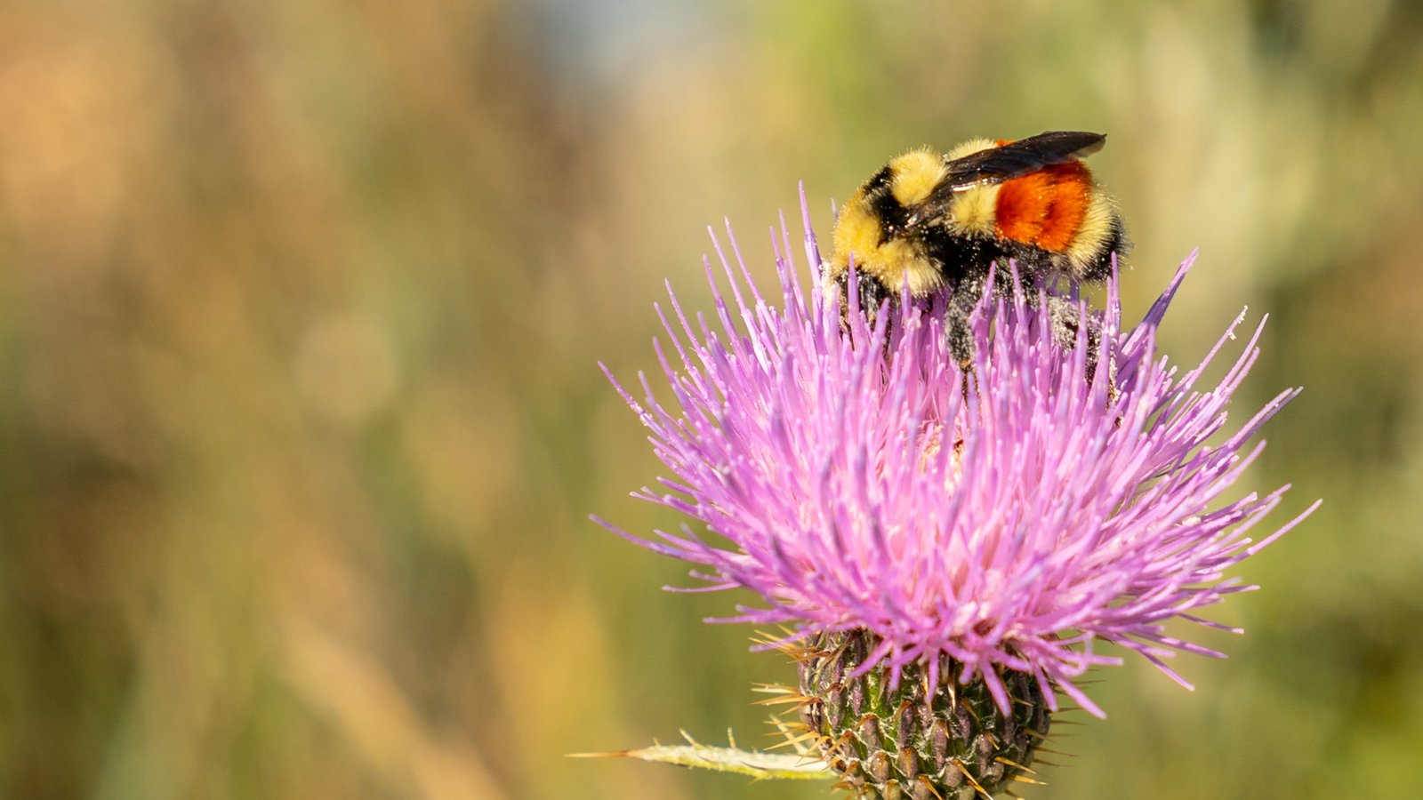 Restoring Native Grasslands in the Northern Great Plains | World ...