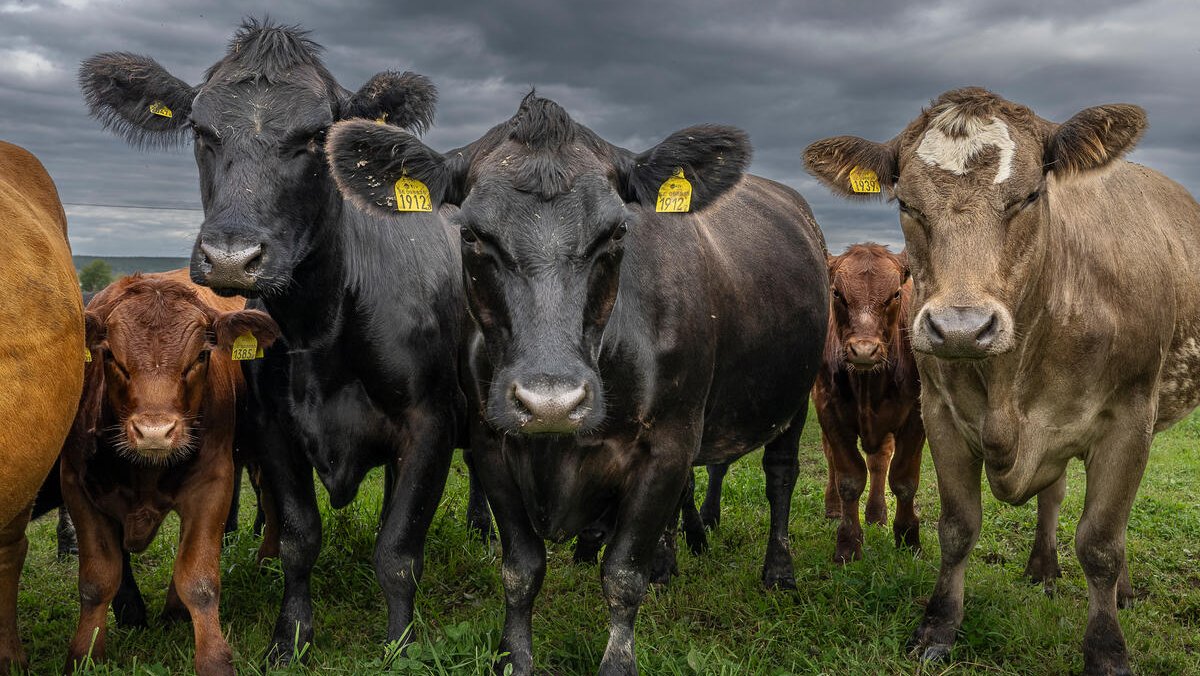 Sustainable Beef: Protecting Ecosystems and Meeting Demand | World ...