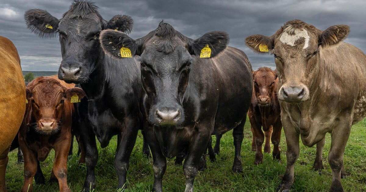 Sustainable Beef: Protecting Ecosystems and Meeting Demand | WWF