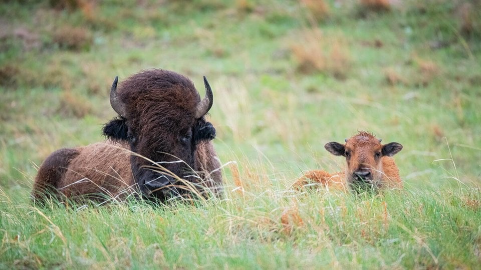 Bringing Bison Home to Native Lands and Cultures | World Wildlife Fund