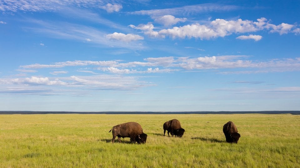 How Bison Help Grasslands and Fight Climate Change | World Wildlife Fund
