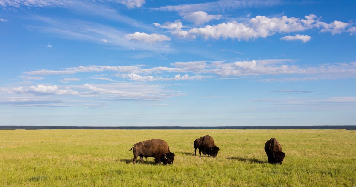 WWF Community Livestream: Your Support in Action | WWF