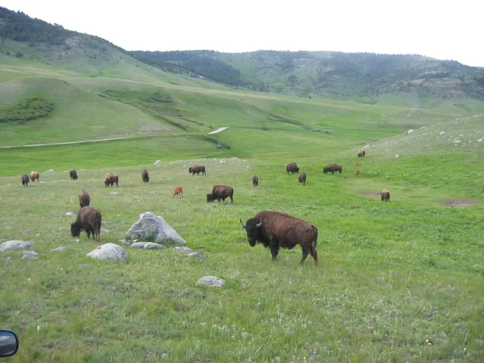 What progress was made on conservation in 2025? | World Wildlife Fund