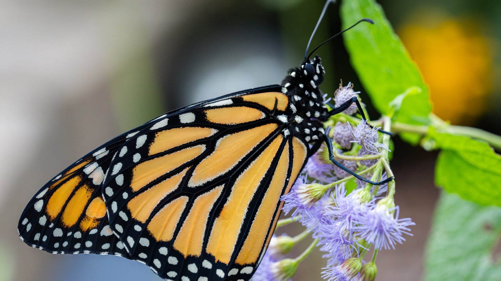 Love in the Wild: Animal Mating Rituals | World Wildlife Fund