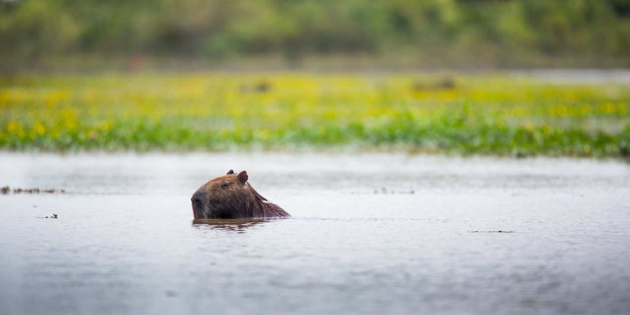 Mapping Wetlands: A New Tool for Global Conservation | World Wildlife Fund